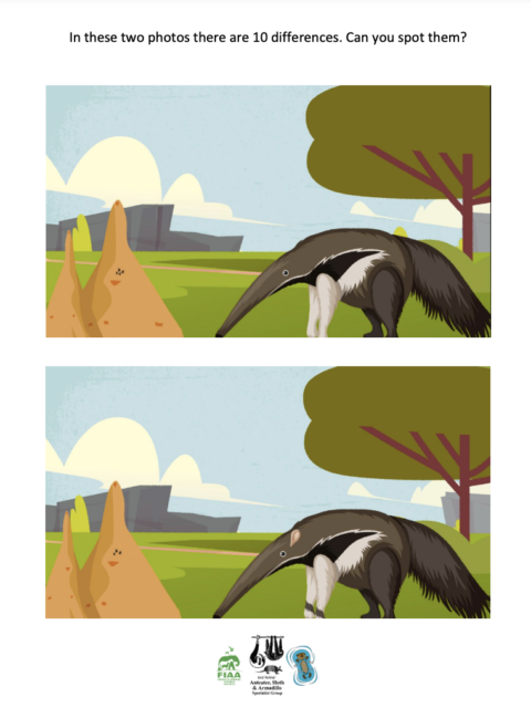 Kids’ Corner | IUCN SSC Anteater, Sloth and Armadillo Specialist Group