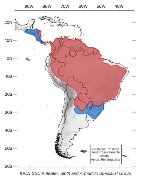 Tamanduá-bandeira (Myrmecophaga tridactyla) | IUCN SSC Anteater, Sloth ...