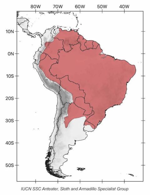 Tamanduá-mirim | IUCN SSC Anteater, Sloth and Armadillo Specialist Group