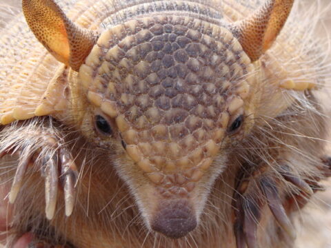 Screaming Hairy Armadillo Facts for Kids | IUCN SSC Anteater, Sloth and ...