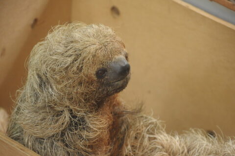 Northern Maned Three-Fingered Sloth Facts for Kids | IUCN SSC Anteater ...