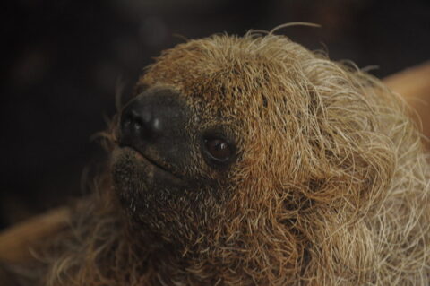 Northern Maned Three-Fingered Sloth Facts for Kids | IUCN SSC Anteater ...