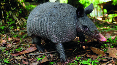 Nine-banded armadillo Facts for Kids | IUCN SSC Anteater, Sloth and ...