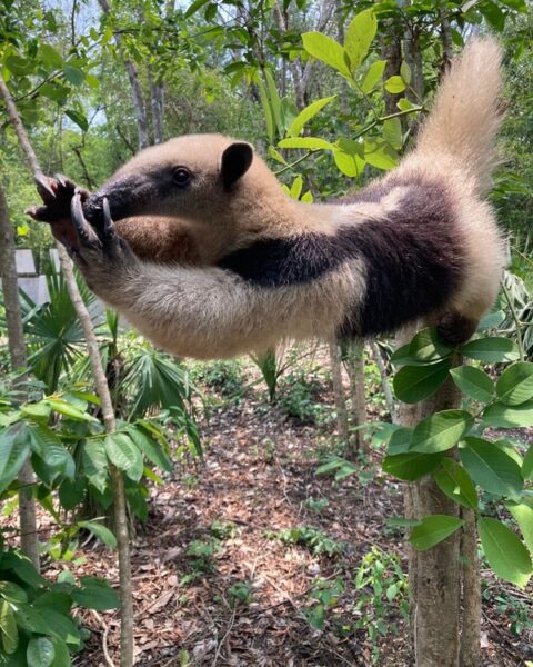 Northern Tamandua Facts for Kids | IUCN SSC Anteater, Sloth and ...