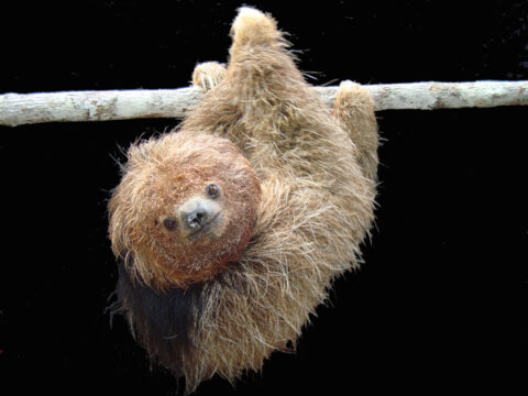 Northern Maned Three-Fingered Sloth Facts for Kids | IUCN SSC Anteater ...
